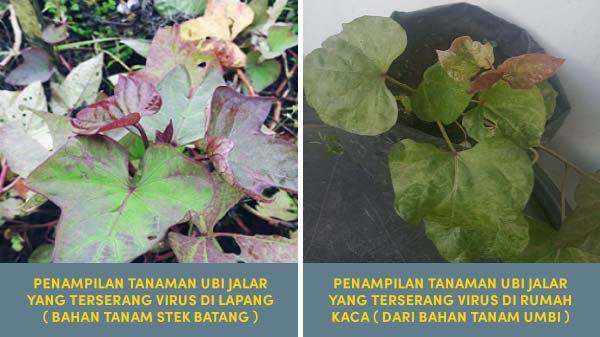 Teknik Produksi Benih Ubi Jalar Bebas Virus Menggunakan Kultur Meristem ...