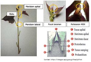 Teknik Produksi Benih Ubi Jalar Bebas Virus Menggunakan Kultur Meristem ...